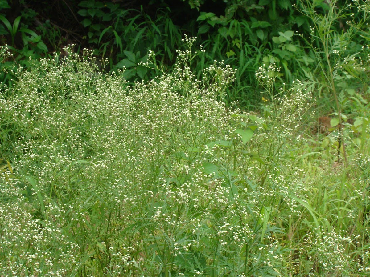 Mount Abu The Abode: Even the Gods can’t get rid of these, “Congress ...