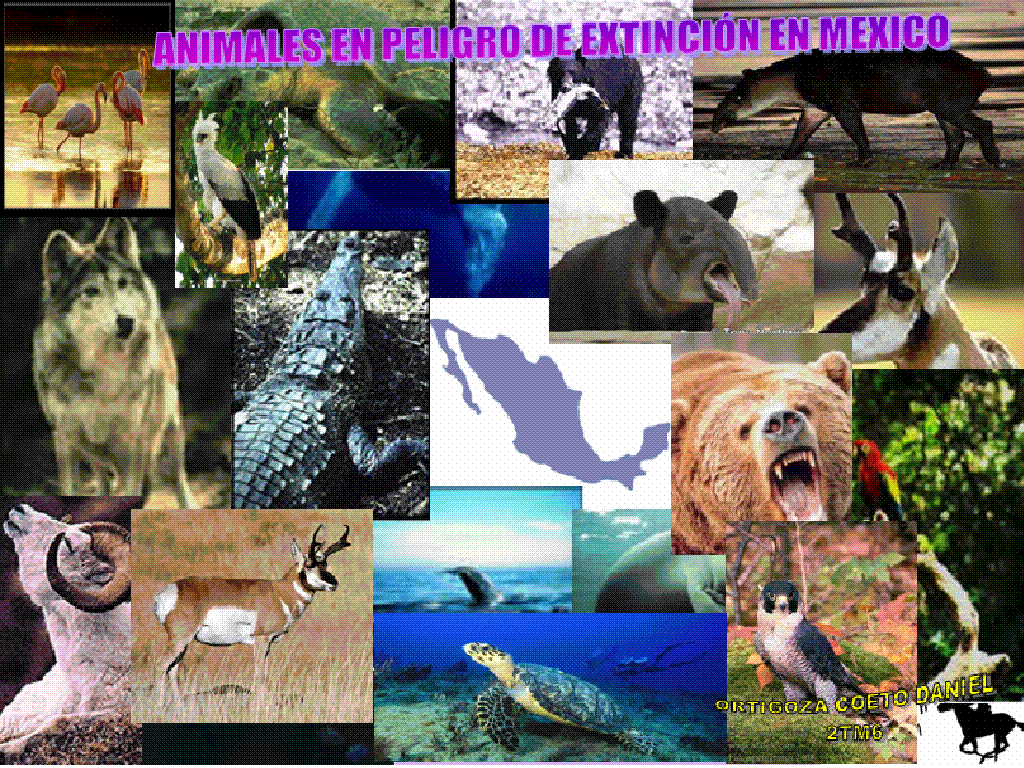 animales extintos y en peligro de Mexico: causas y consecuencias