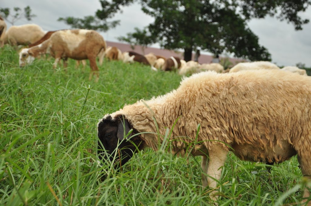 Lonely Jungle of Malaysia ( and Asia ): Sleeping with Sheep at UK Farm