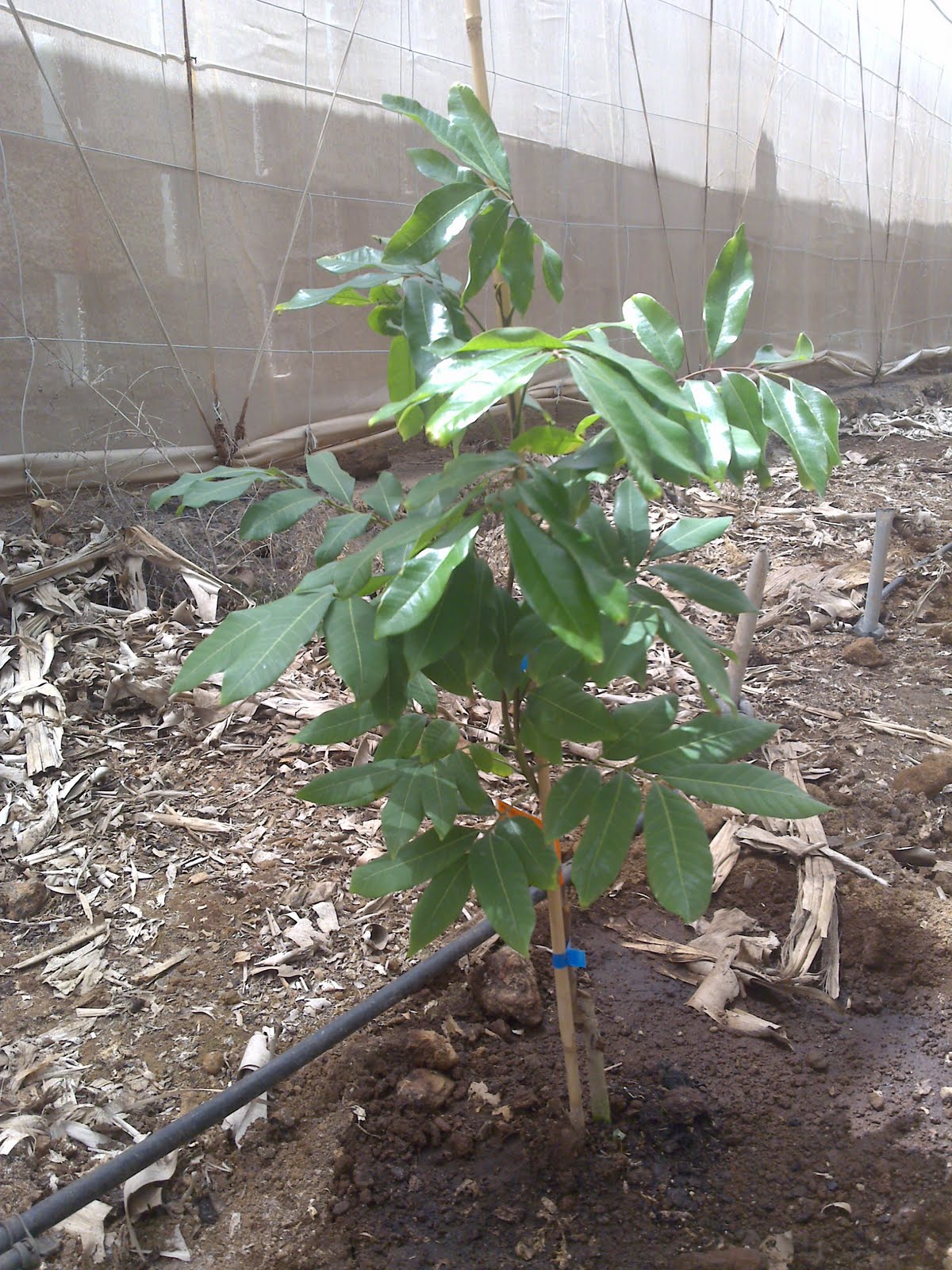 Finca Niguaria: El Longan, Dimocarpus longan