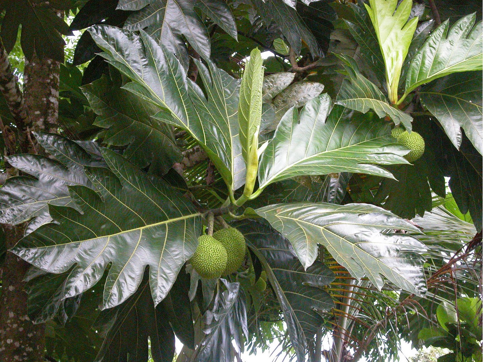 Finca Niguaria: Jaca, Artocarpus Heterophyllus
