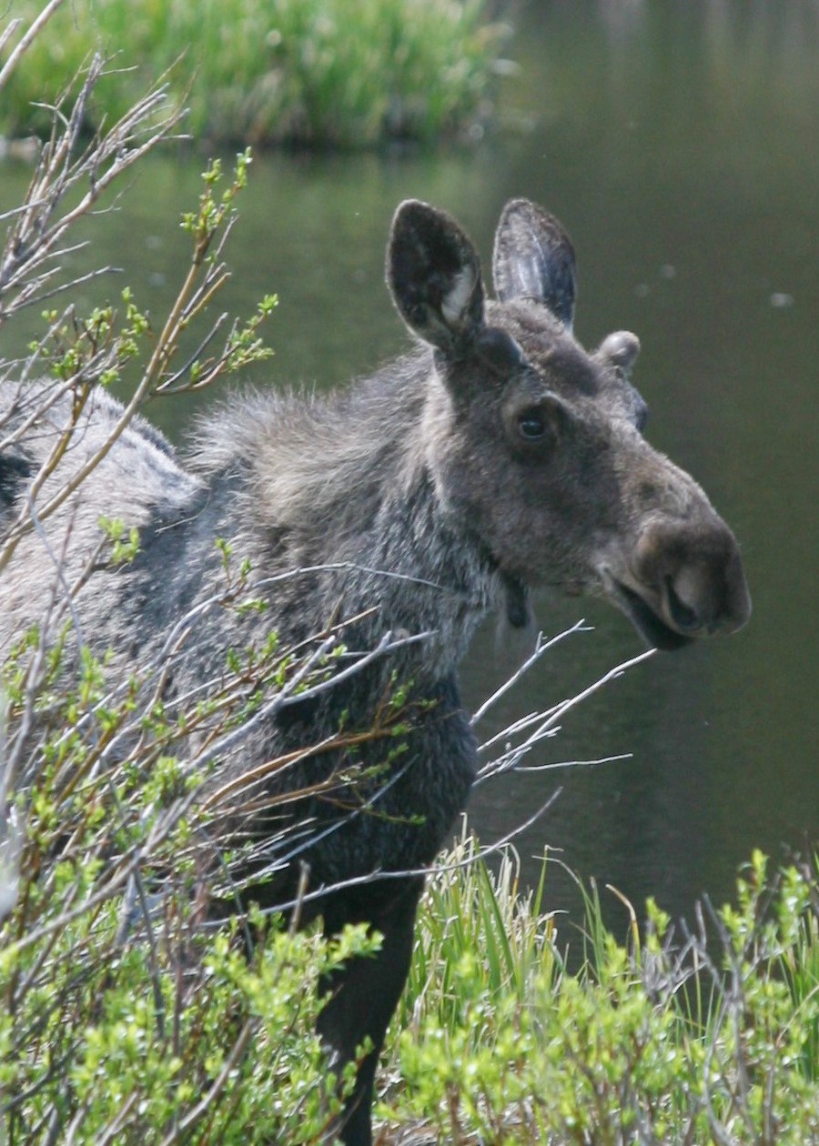 The Old House in Texas: A mini-moose for Monday...