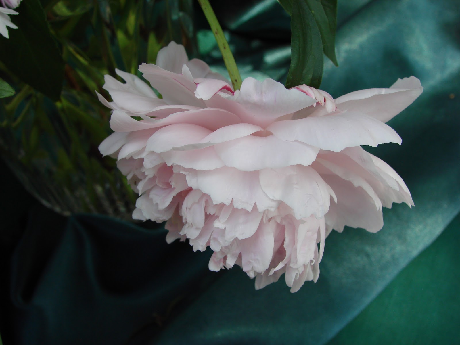 Prinked Ink: Imperfect Peonies Posters