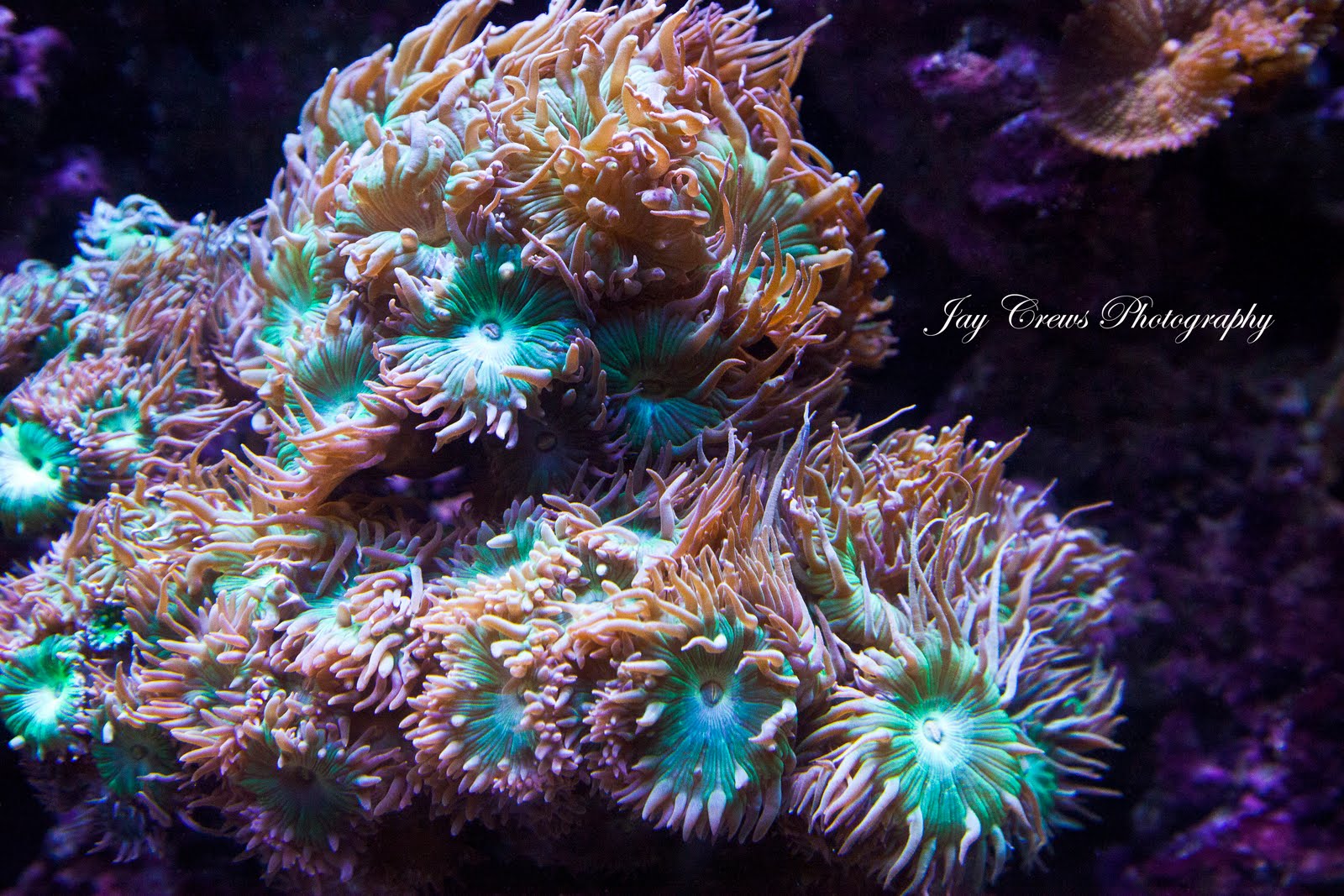 Jay Crews Photography