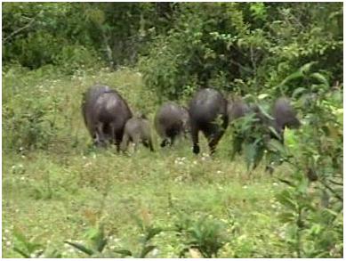 ESPECIES SILVESTRES DE CASANARE: CLASIFICACION DEL CHIGUIRO