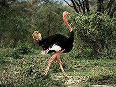 Životinje Iz Cijeloga Svijeta: Noj