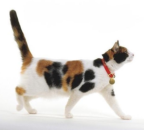Katie's Kitties: The Genetics of Tri-Color Cats - Calicos & Klinefelters