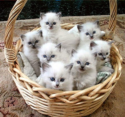 Katie's Kitties: Spring is For Babies (especially adorable kittens!)