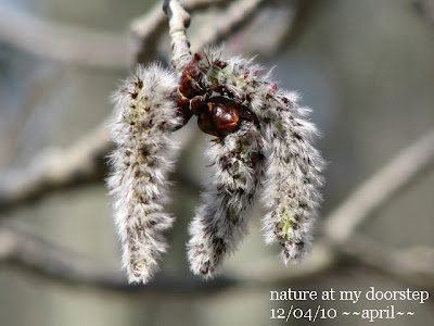 the best of Nature At My Doorstep: Aspen Poplar