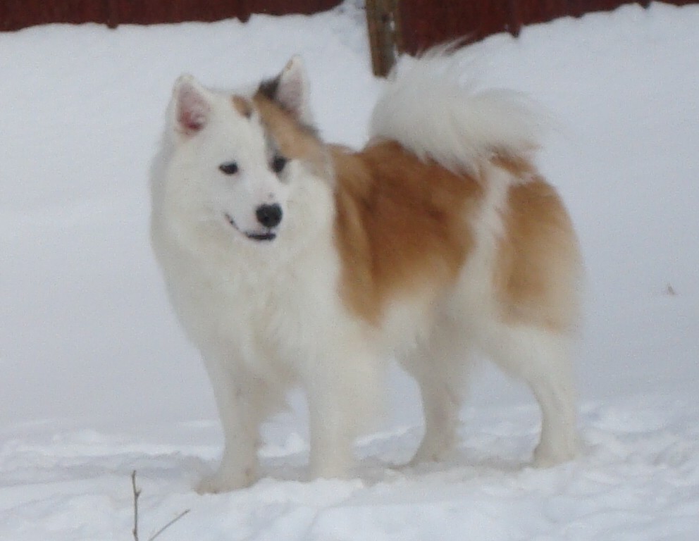 Icelandic Sheepdog Canadian Show Dogs