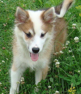 Canadian Icelandic Sheepdog Club: Icelandic Sheepdog Puppies Available ...