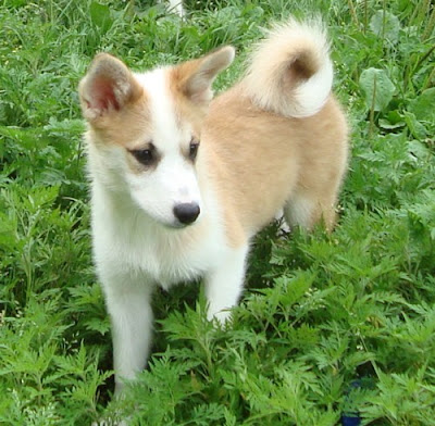 Canadian Icelandic Sheepdog Club: Icelandic Sheepdog Puppies Available ...