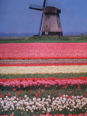 Goed Wat Vir My Mooi Is: Varkore/rose/tulpe/madeliefies