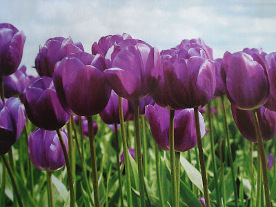 Goed Wat Vir My Mooi Is: Varkore/rose/tulpe/madeliefies