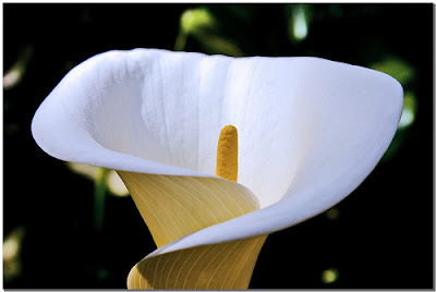 Goed Wat Vir My Mooi Is: Varkore