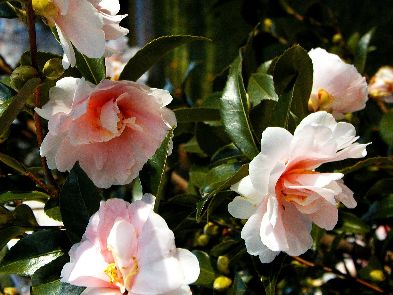 Long Island Camellia: C.Sasanqua 'Jean May' / by George Adams