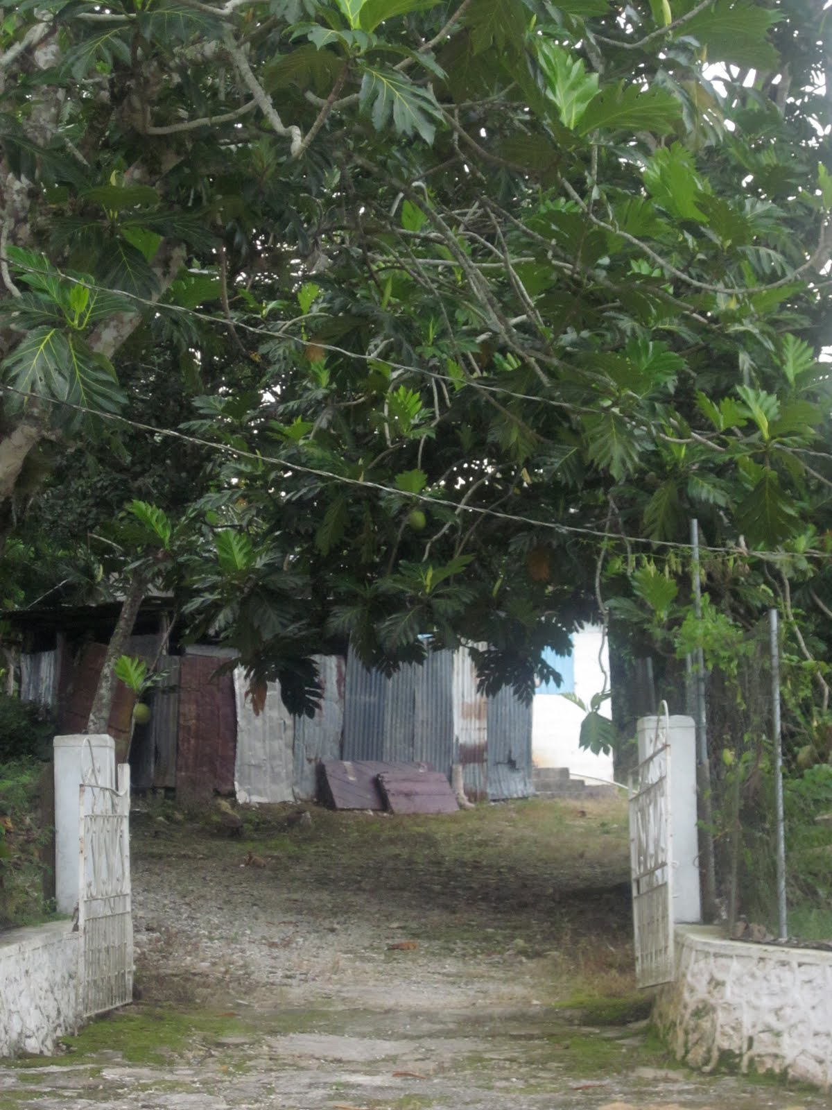 Fulbright in Jamaica 2010-2011: Country Livin': Our Trip to Lambs River ...