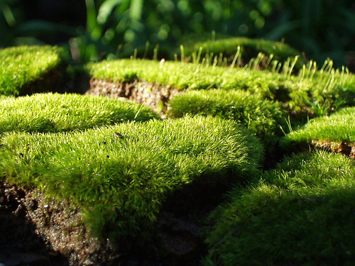 The Tree of Life: A Project in Phylogeny: Plantae