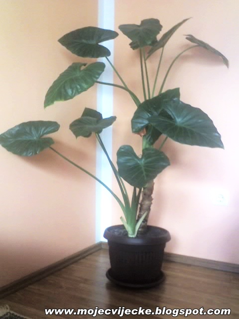 Moje cvjećke: Sobno cvijeće