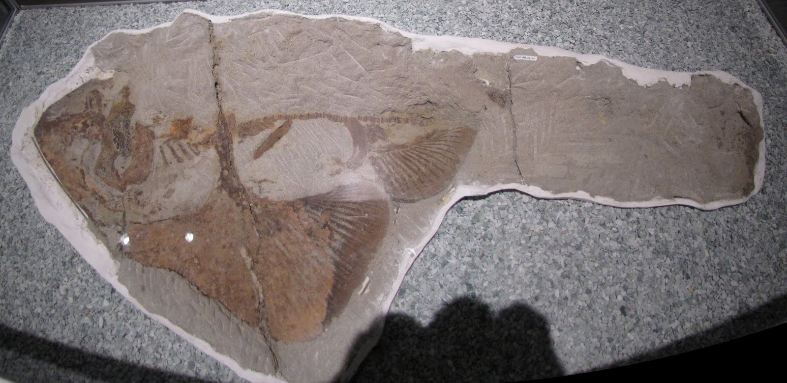 The Tyrannosaur Chronicles: 2010