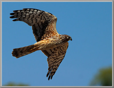Rapace en vol