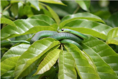 .: EASTERN GREEN MAMBA