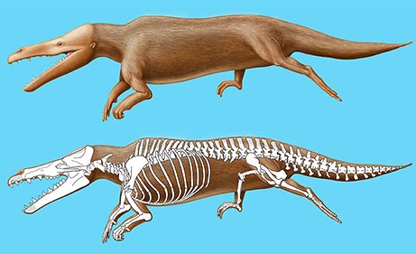 Whales from Land To Sea: UCLA Evolutionary Biologists Test Why Whales ...