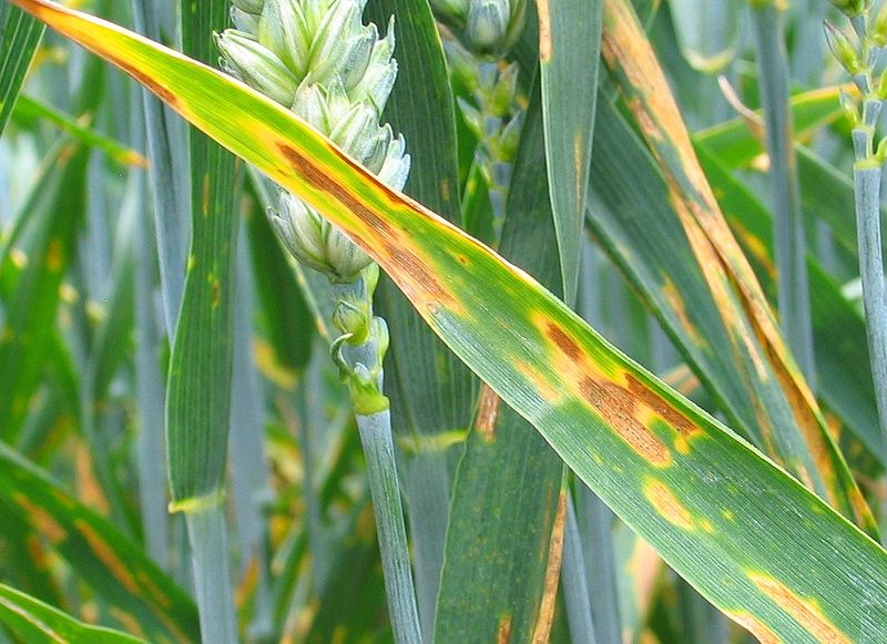 Stripe Rust Fungus: Uncovering The Mystery Of A Major Threat To Wheat ...