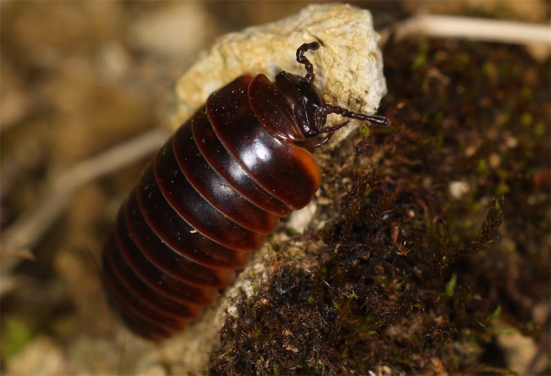 Viento a Favor (izad la mayor): El “ BICHO BOLA”