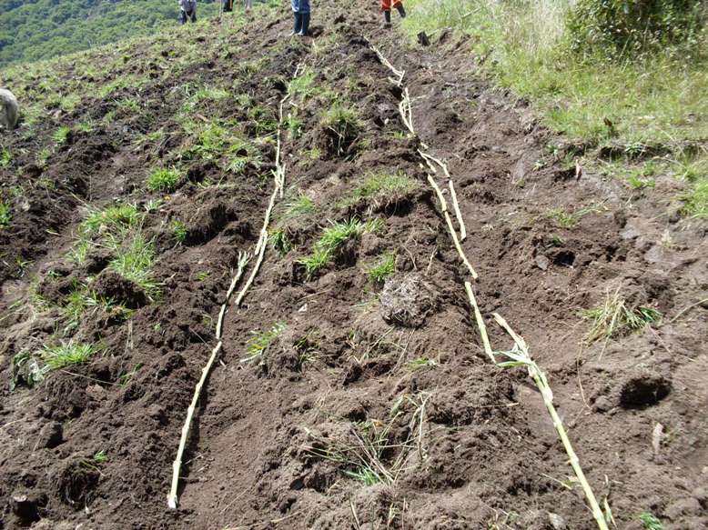 JOVENES RURALES EMPRENDEDORES: SIEMBRA PASTO DE CORTE PARA ALIMENTACIÓN ...