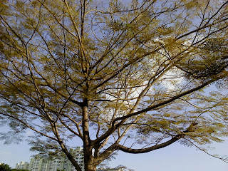 ..membimbing ke arah generasi lestari..: B : Semarak api @ Delonix Regia