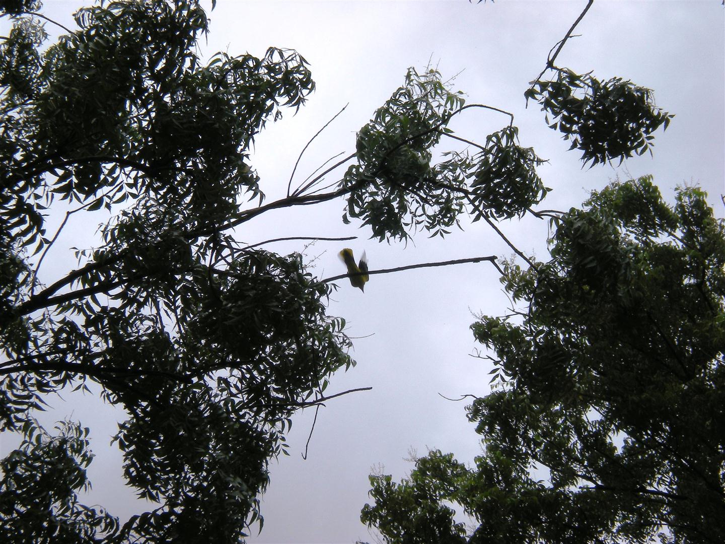 ..membimbing ke arah generasi lestari..: C : Mambu @ Azadirachta Indica