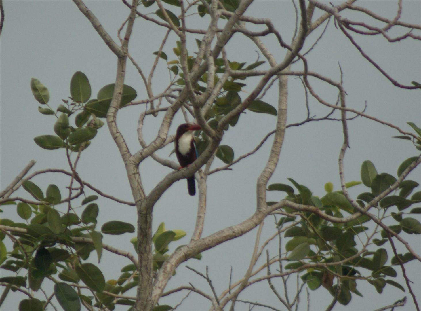 ..membimbing ke arah generasi lestari..: Burung Pekaka Belukar ...