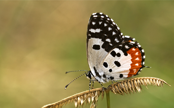 ..membimbing ke arah generasi lestari..: Kupu-kupu dan rama-rama