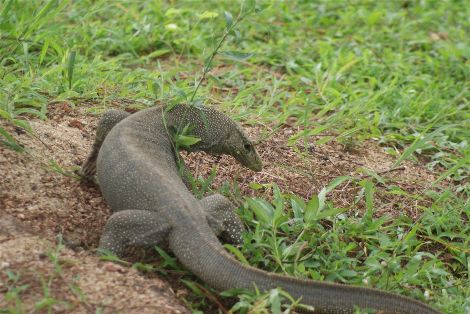 ..membimbing ke arah generasi lestari..: Biawak Air @ Varanus salvator