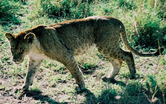 in the wild: Spotted Lioness