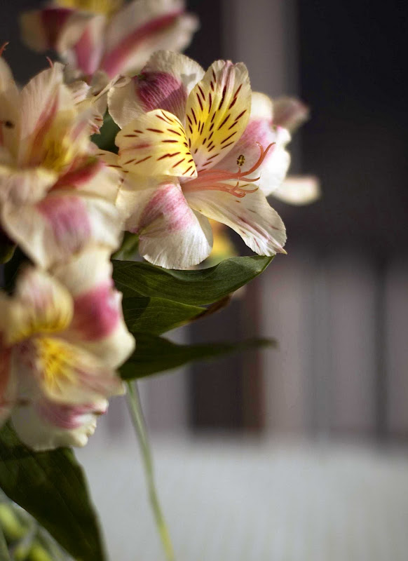 Plays With Needles: Alstroemeria or Peruvian Lily