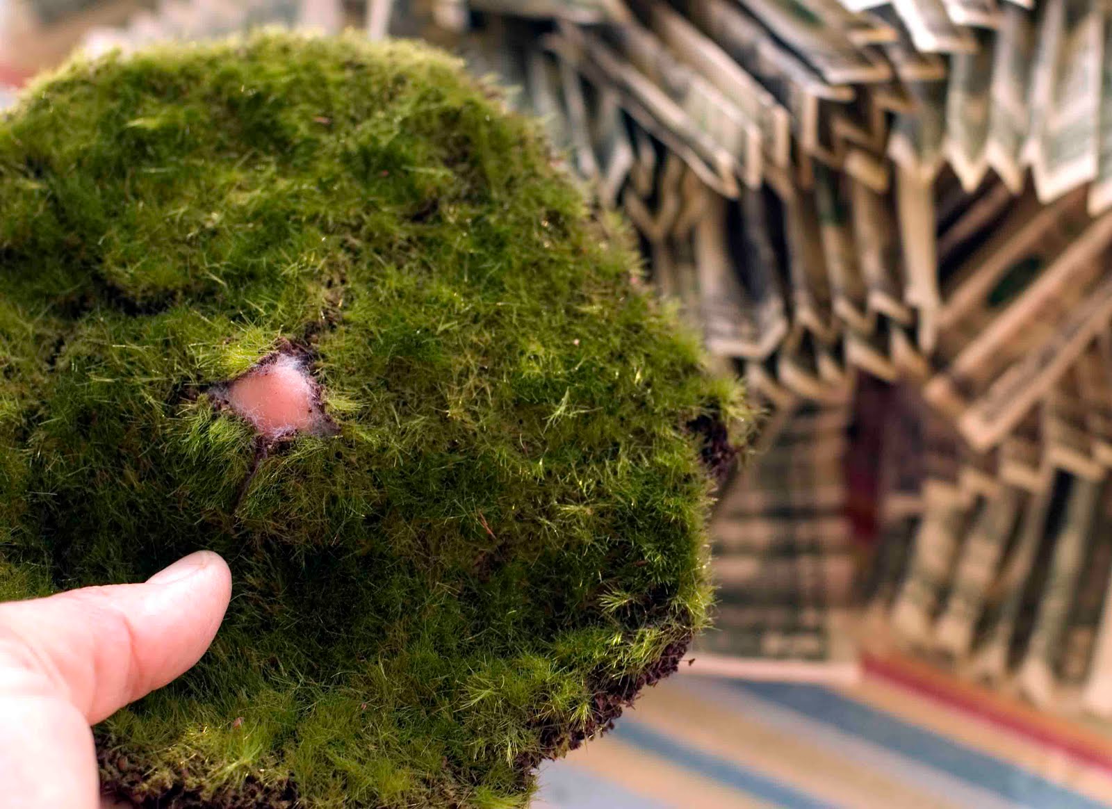 Plays With Needles: The Money Tree