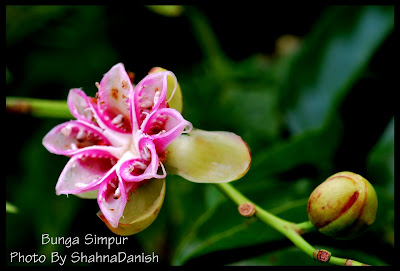 Our Creativity: Bunga Simpur