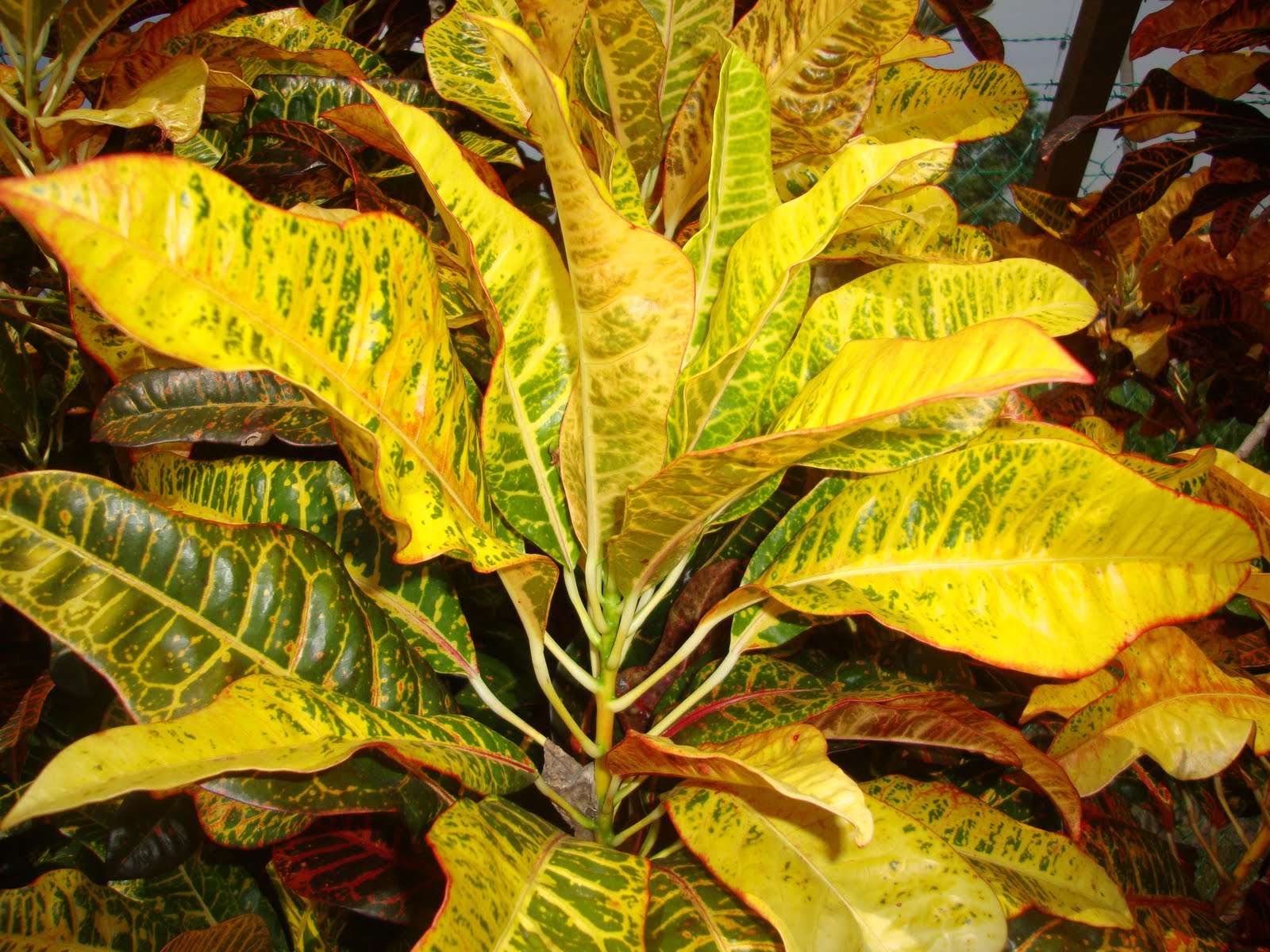 STANZA ALAM: POKOK PUDING