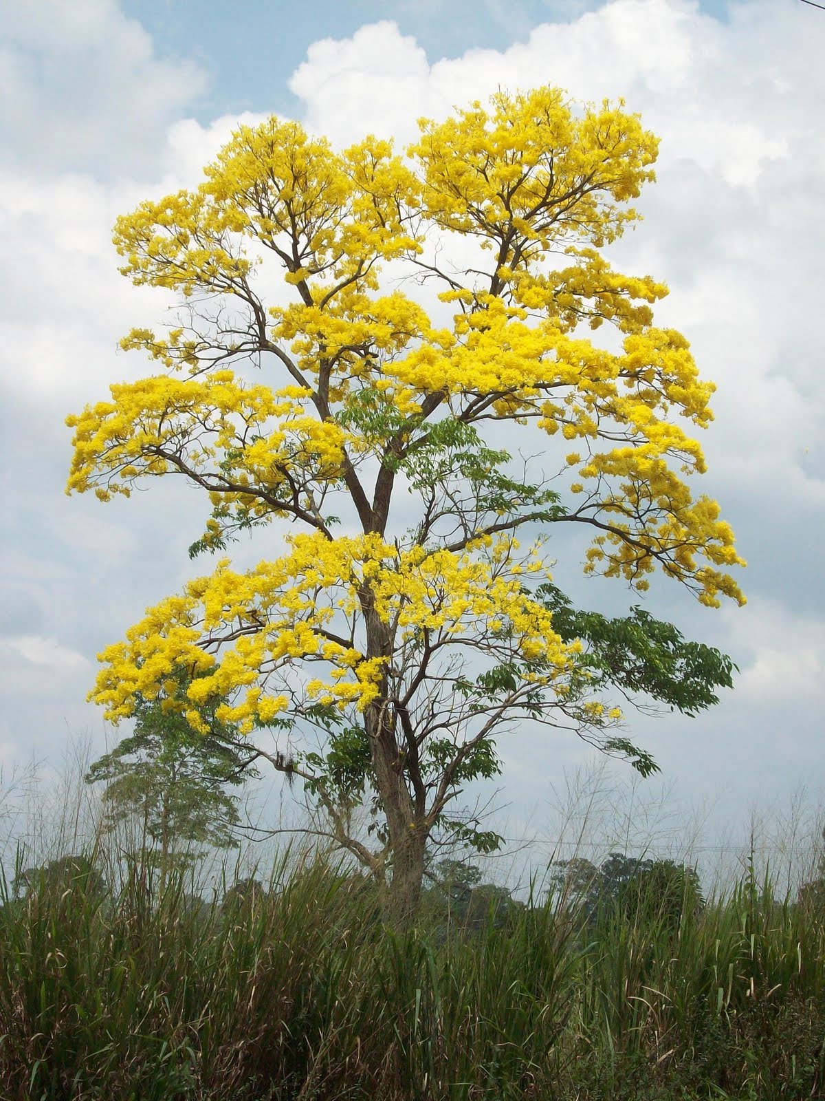 PLANETA SANO...Yama Pachru: Nuestro Majestuoso Araguaney...