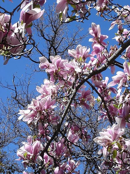 Magnolia/Tulip Tree