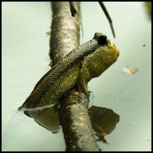 More Than Meet The Eyes~~ =): Ikan Belacak