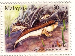 More Than Meet The Eyes~~ =): Ikan Belacak