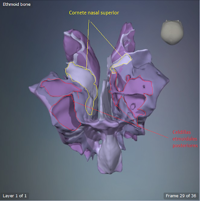 Huesos del Cráneo: Hueso Etmoides