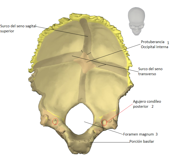 Huesos del Cráneo: Hueso Occipital