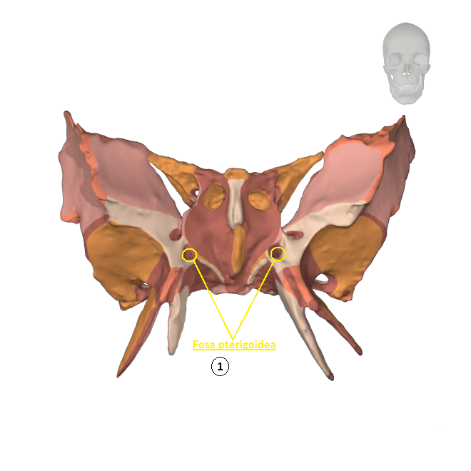 Huesos del Cráneo: Hueso esfenoides