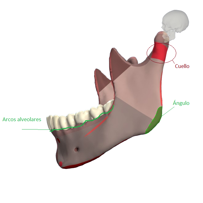 Huesos del Cráneo: Mandíbula