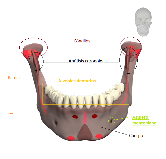 Huesos del Cráneo: Mandíbula