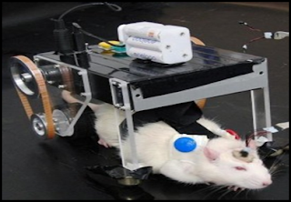 Robot con Cerebro de Rata ~ Life is Infinty